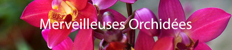 Livraison de magnifiques orchidées à domicile | Aquarelle