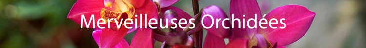 Livraison de magnifiques orchidées à domicile | Aquarelle